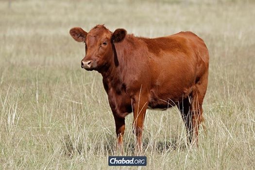The Good News Today – Red Heifer Discovered! – Major Obstacle To The ...